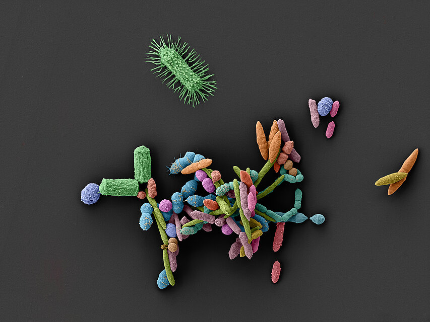 non pathogen